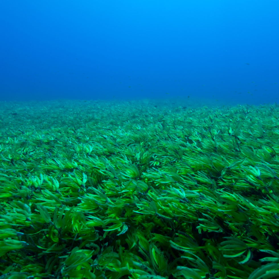 Seagrass - Reef Check Malaysia
