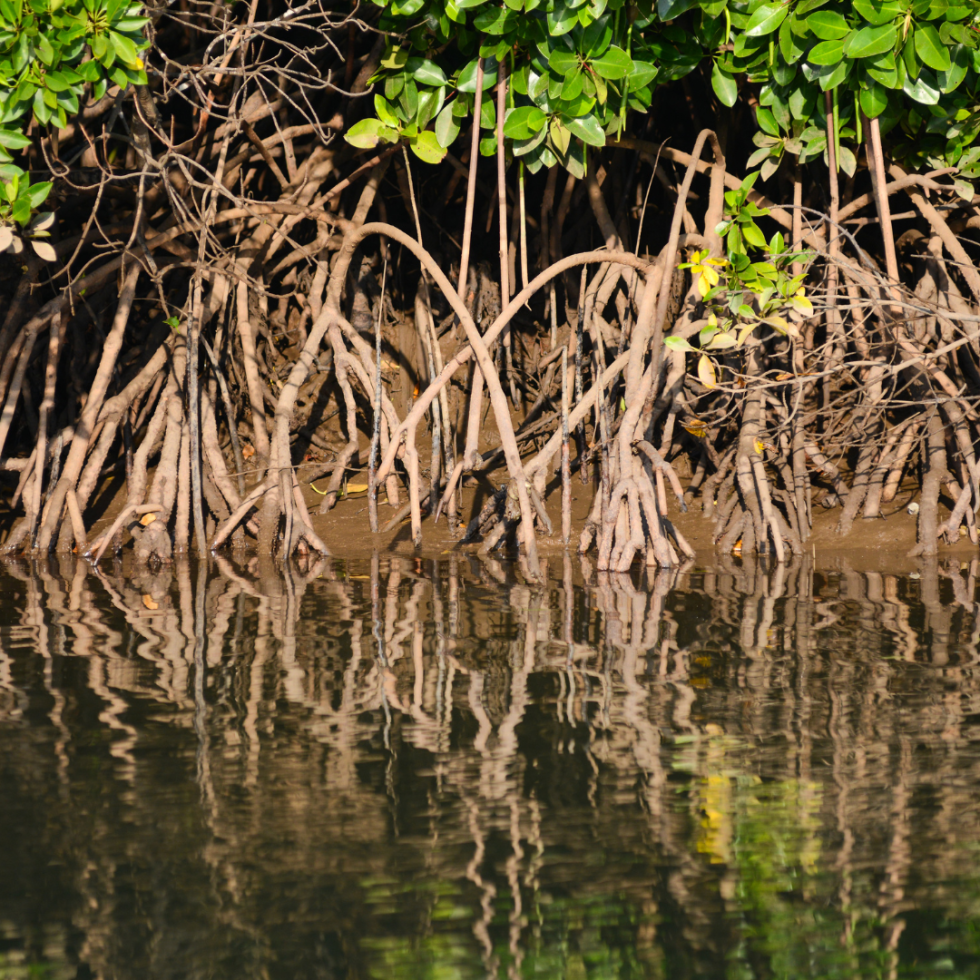 Mangroves - Reef Check Malaysia