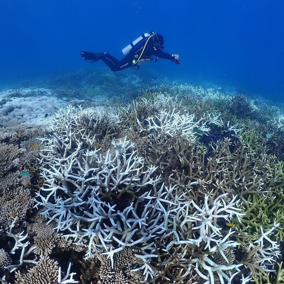 Coral Bleaching - Reef Check Malaysia