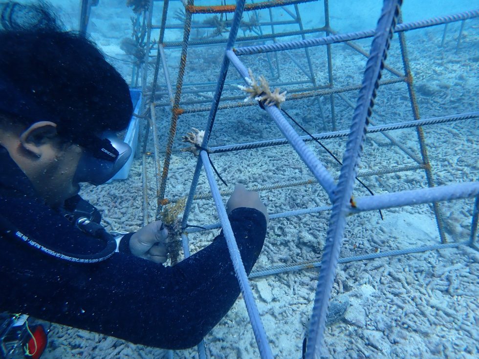 Reef Rehabilitation Toolkit - Reef Check Malaysia