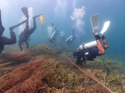 The 2025 Reef Check Survey Results and What They Mean for Our Coral ...