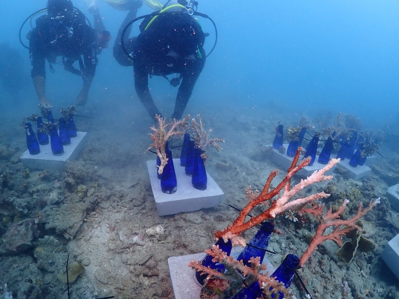 Cintai Tioman Updates: October - December 2025 - Reef Check Malaysia