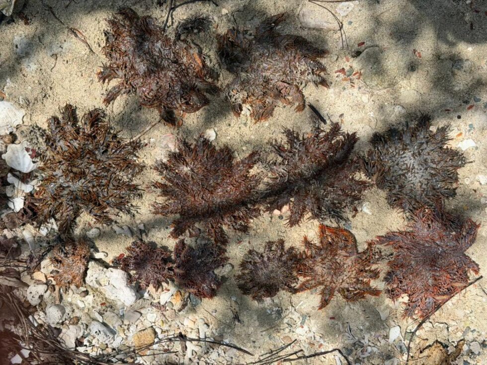 Crown-of-Thorns Starfish: What You Need to Know About This Coral-Eating ...