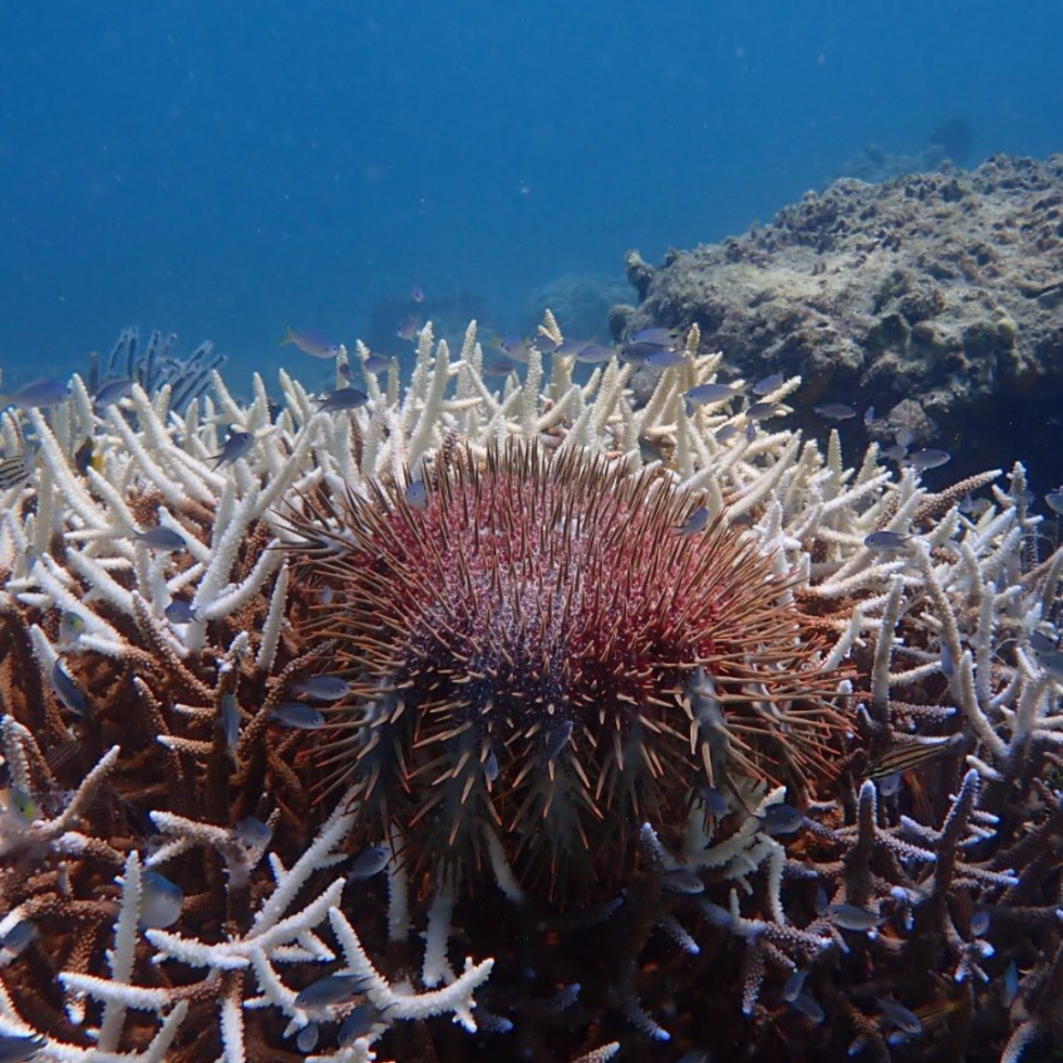Crown-of-Thorns Starfish: What You Need to Know About This Coral-Eating ...
